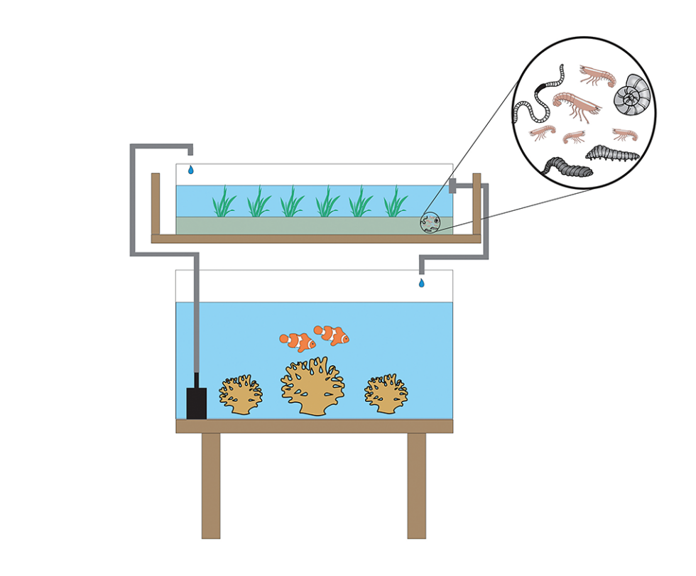 CORAL Excerpt: Refugium Basics - CORAL Magazine