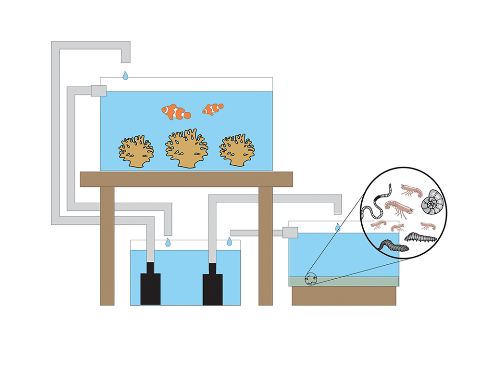 CORAL Excerpt: Refugium Basics - CORAL Magazine