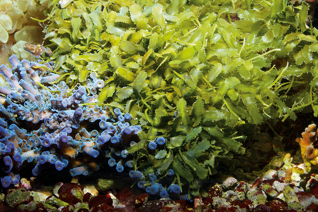 8Refugien_DB_121 - CORAL Magazine