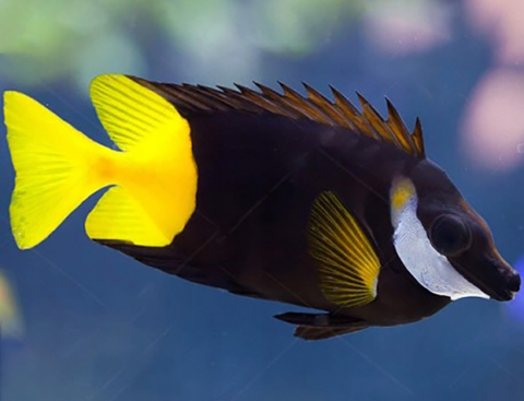 Fiji Foxface WSI - CORAL Magazine