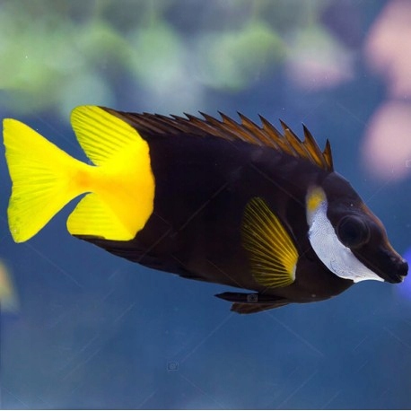 fiji foxface - CORAL Magazine