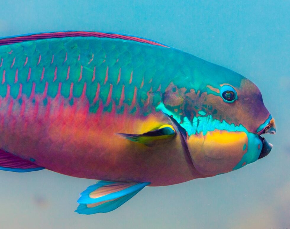 Big Herbivores Graze Pathways to Reef Species Diversity - CORAL Magazine