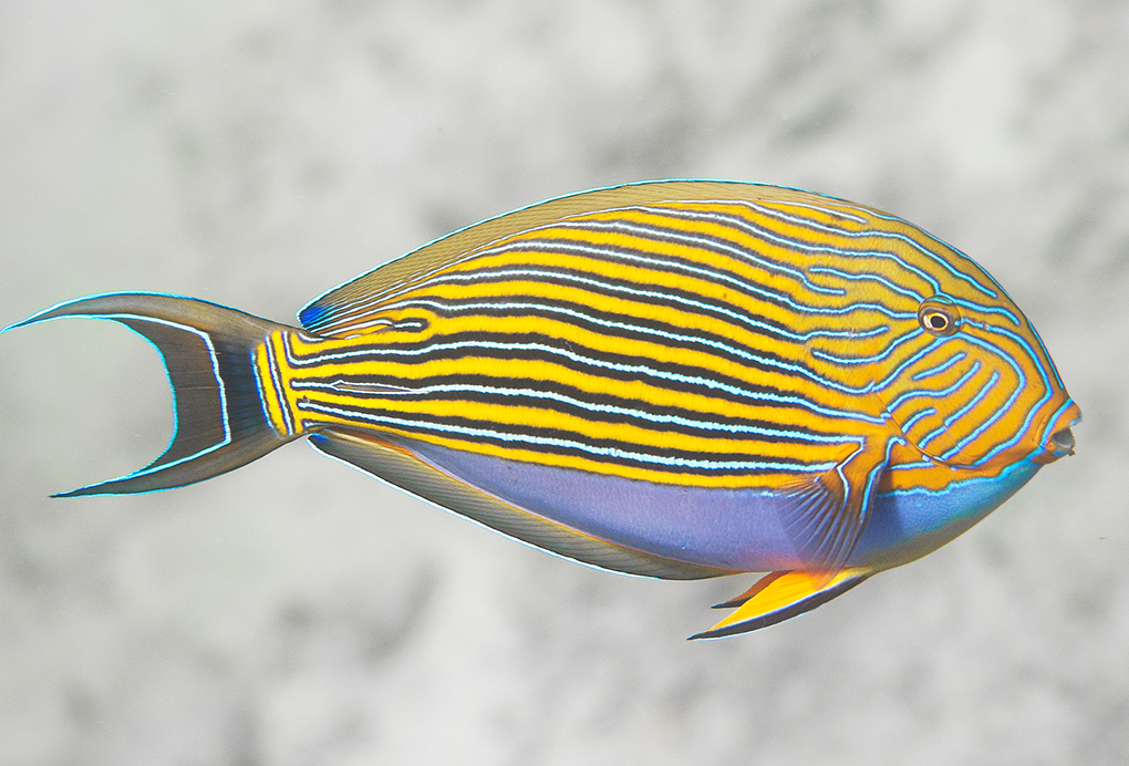 Surgeonfish - CORAL Magazine