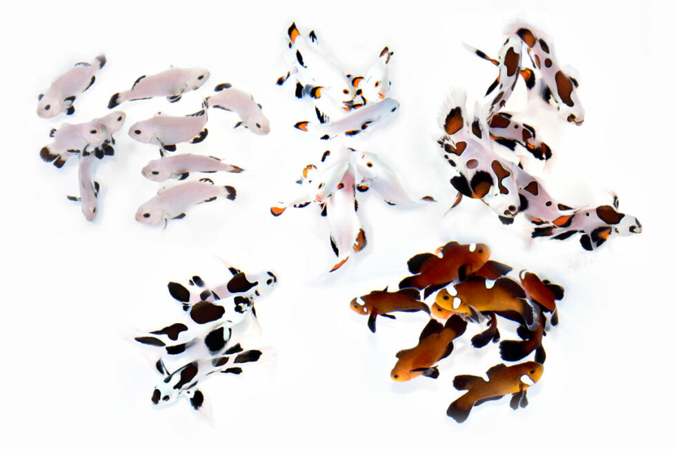 A Squall Line of New Longfin & Storm Clownfish - CORAL Magazine