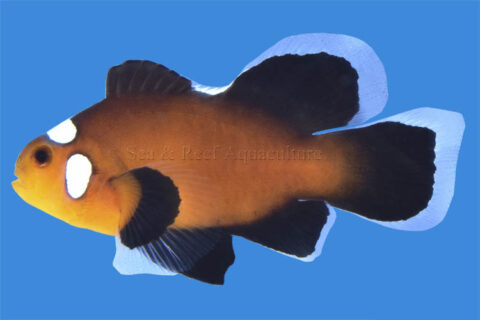 A Squall Line of New Longfin & Storm Clownfish - CORAL Magazine