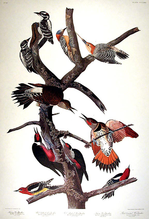Audubon Woodpeckers - CORAL Magazine