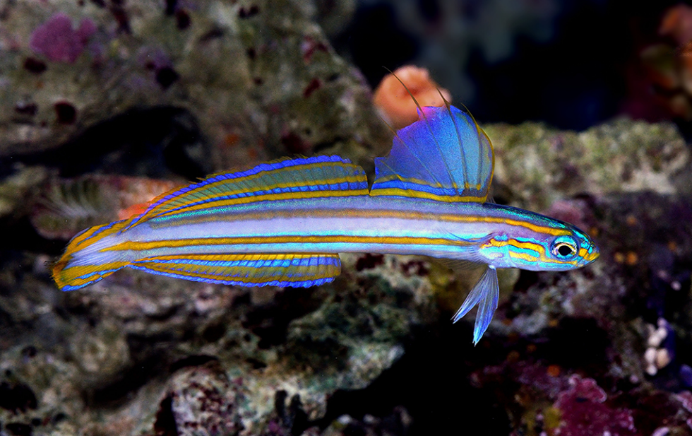 Playing with Darts - CORAL Magazine