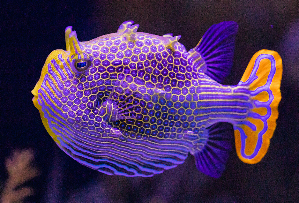 Mystery Species: Can you ID this amazing marine fish? - CORAL Magazine