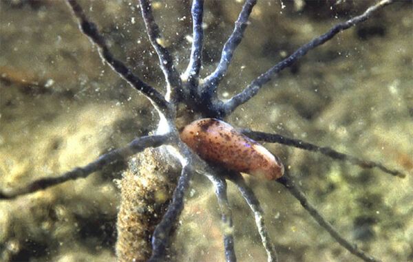 Microsoft Word - Prax 5. tubes and worms.docx - CORAL Magazine