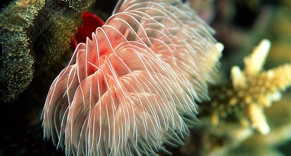 VERMES - An Overview of Worms in the Reef Aquarium - CORAL Magazine