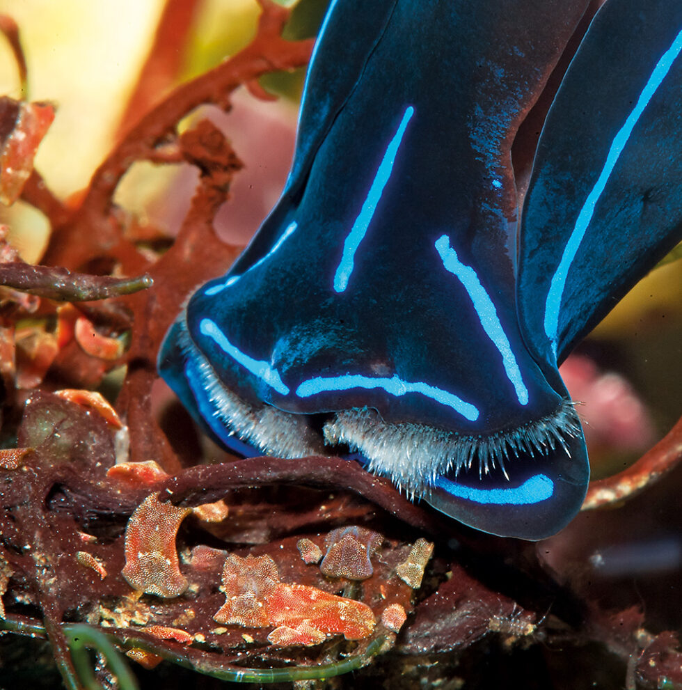 The Lanthanum Solution: Combating Flatworms in the Reef Aquarium - CORAL Magazine