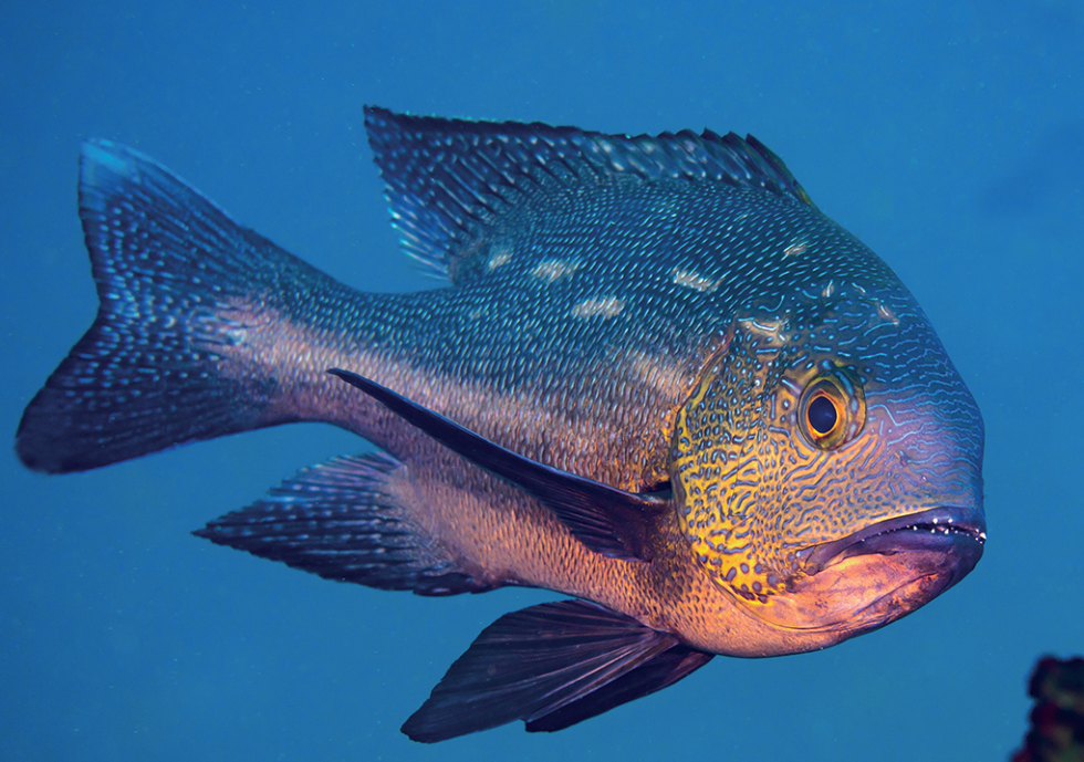 Octogenarian Snapper Takes World Record for Oldest Tropical Reef Fish ...