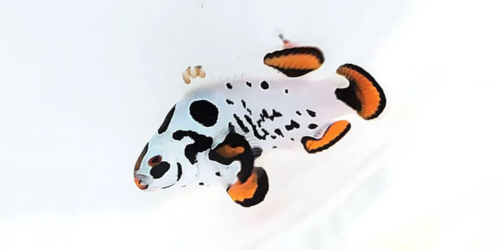 Bali Aquarich Unveils Latest Designer/Hybrid Clownfish - CORAL Magazine