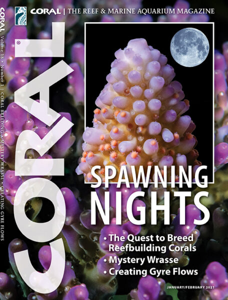 CORAL Magazine's Coral Breeding Hub - CORAL Magazine