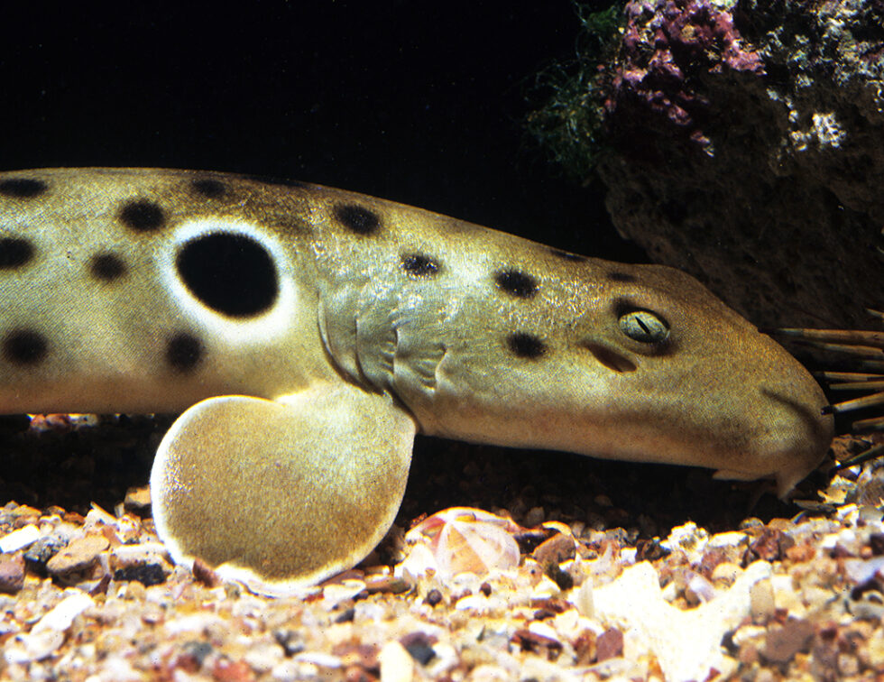 The Epaulette Sharks - CORAL Magazine