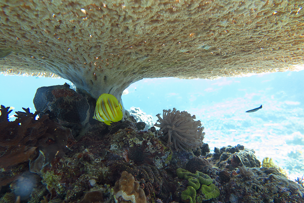 Fast-Lane Corals: Acropora Tables are first responders on damaged reefs ...