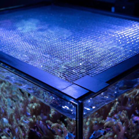 Waterbox Aquariums Introduces Recessed Screen Aquarium Lids - CORAL ...
