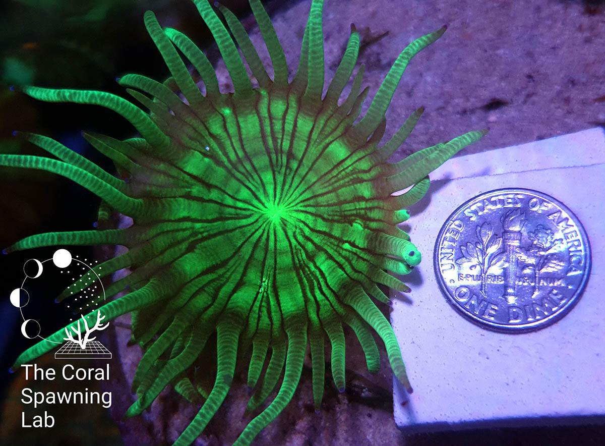 Captive-Bred Elegance Coral Breakthrough - CORAL Magazine