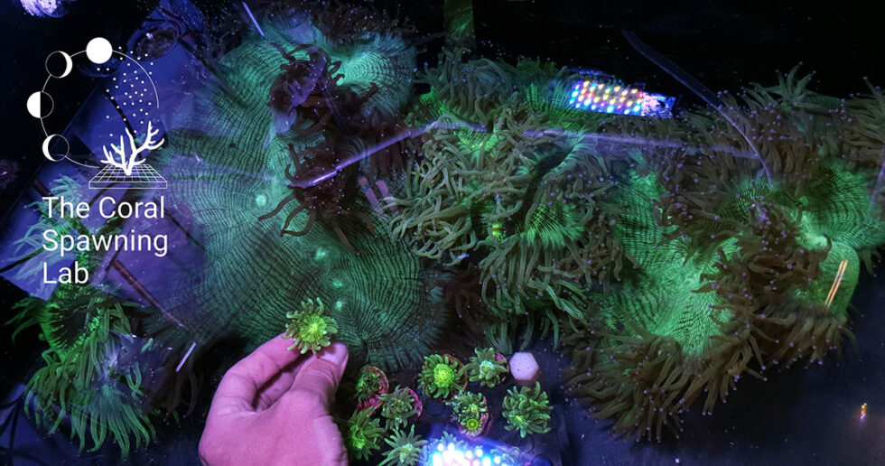 Captive-Bred Elegance Coral Breakthrough - CORAL Magazine