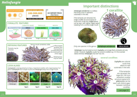 Comprehensive CITES Coral ID Guide Now Available - CORAL Magazine