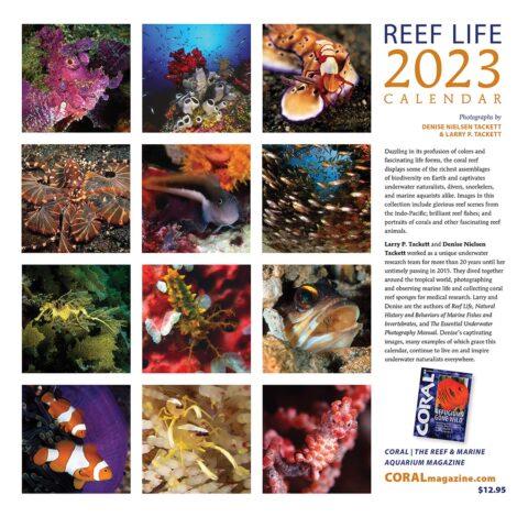 The 2023 Reef Life Calendar is Available Now! - CORAL Magazine