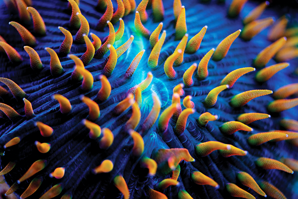 Name that coral! - CORAL Magazine
