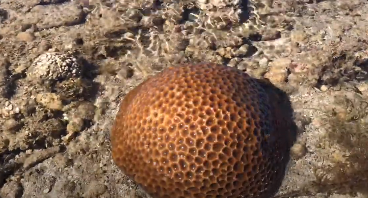 VIDEO: Living with Limits - the resilient corals of Magnetic Island ...