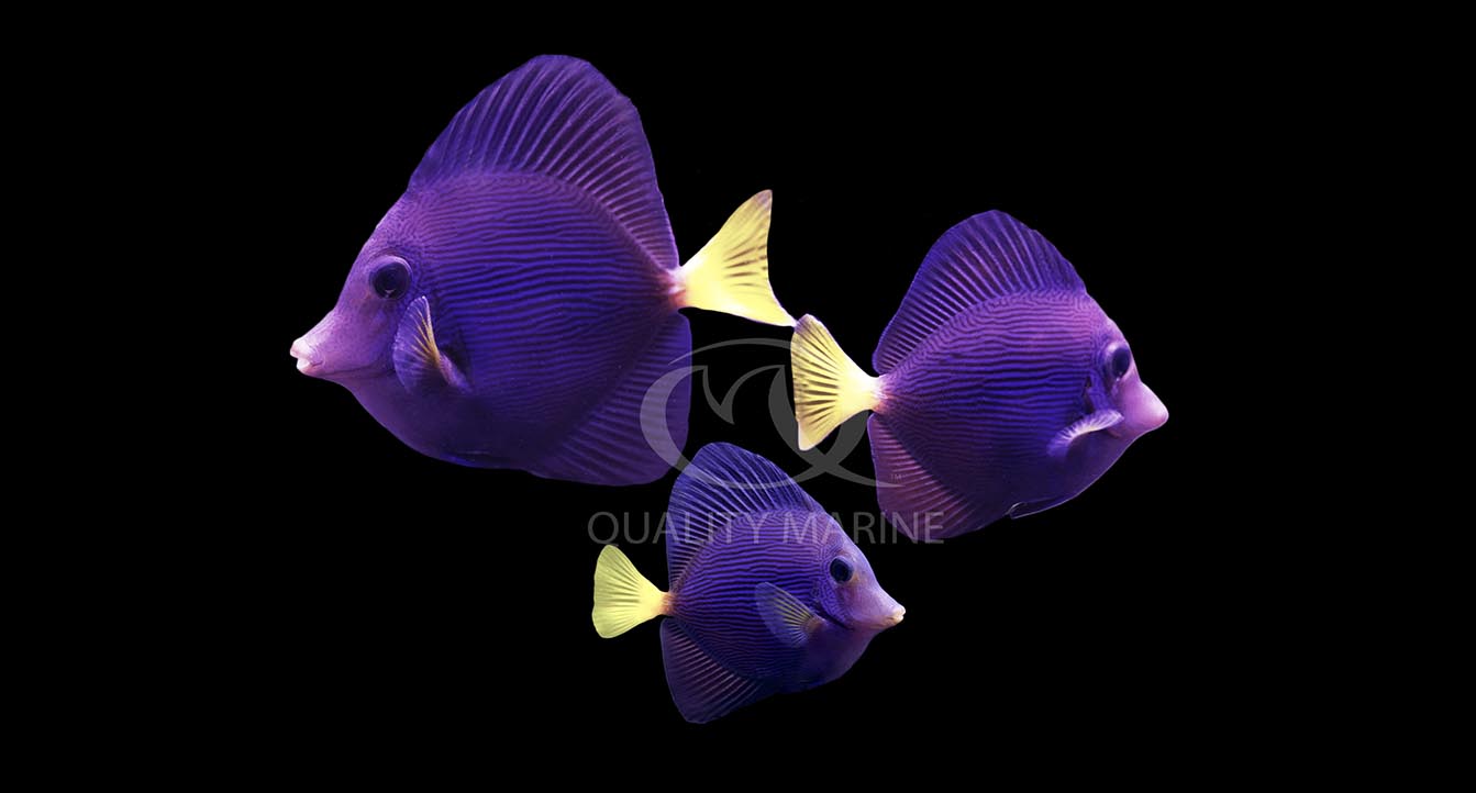 Quality Marine Successfully Breeds Purple Tangs - CORAL Magazine