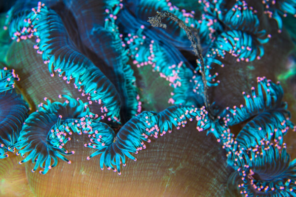 Catalaphyllia jardinei (7 of 8) - CORAL Magazine