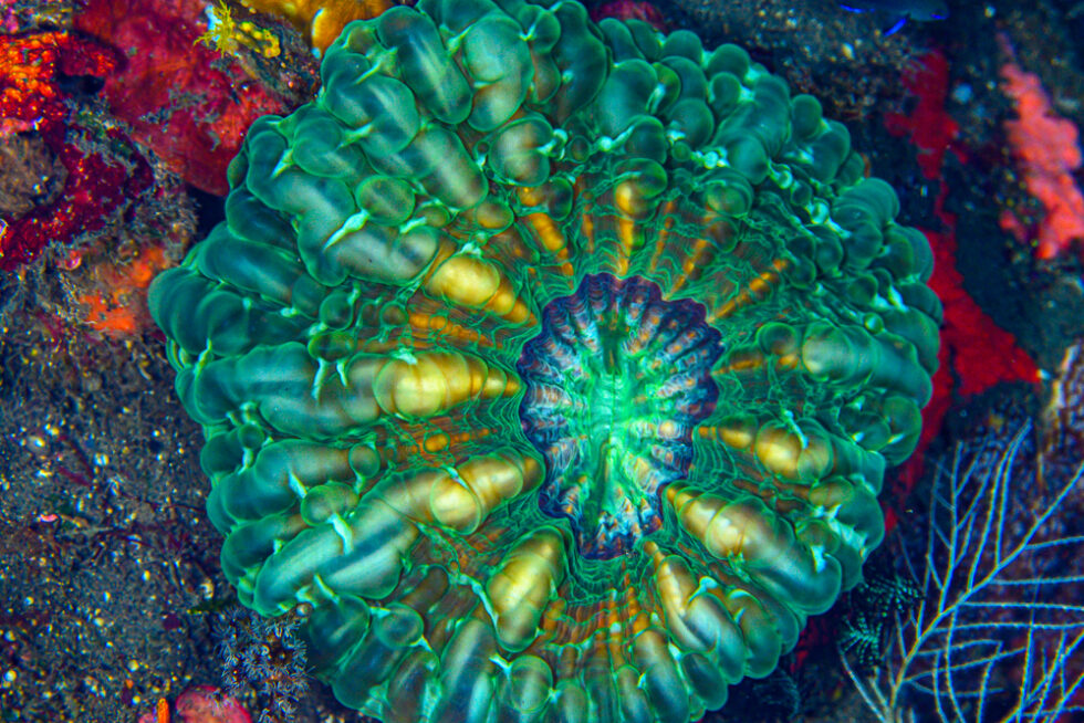 A Button Coral Bonanza: Cynarina lacrymalis in the Flores Sea - CORAL ...