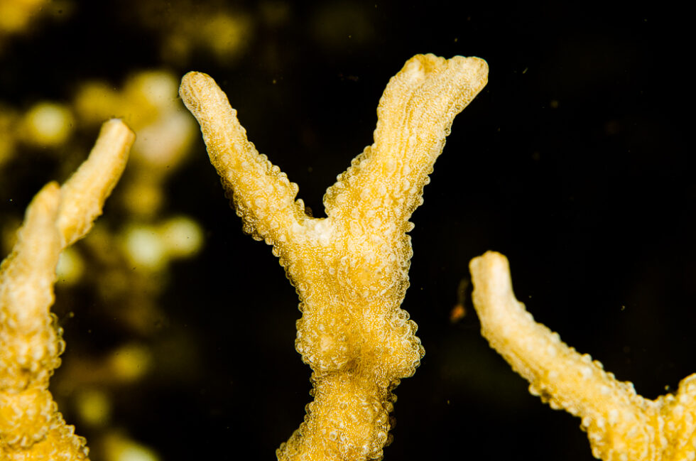 Echinopora horrida, an Incredibly Spiny Coral - CORAL Magazine