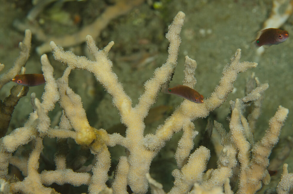 Echinopora horrida, an Incredibly Spiny Coral - CORAL Magazine