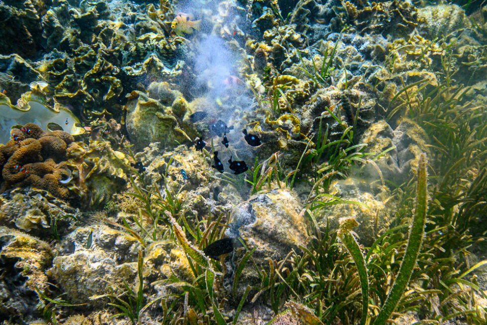 The last giant clams of Indonesia - CORAL Magazine