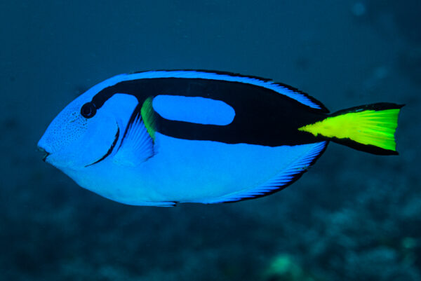 Paracanthurus hepatus adult - CORAL Magazine