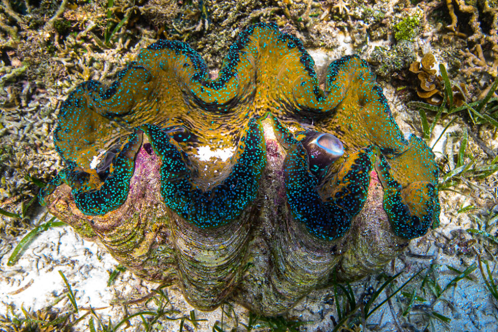 The last giant clams of Indonesia - CORAL Magazine