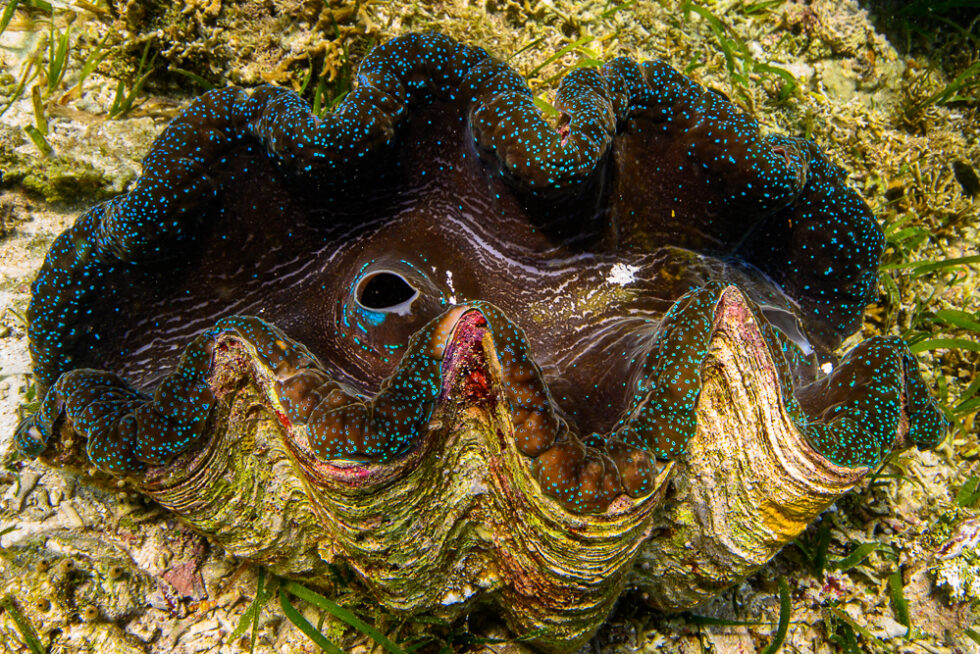 The last giant clams of Indonesia - CORAL Magazine