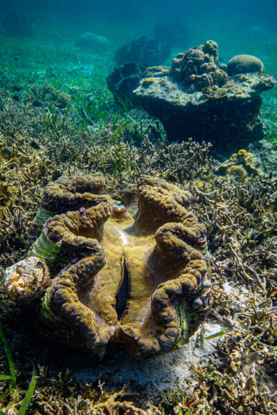 Tridacna gigas (3 of 12) - CORAL Magazine