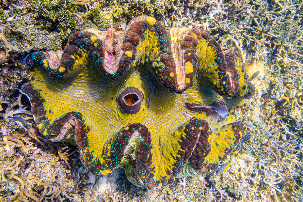 The last giant clams of Indonesia - CORAL Magazine