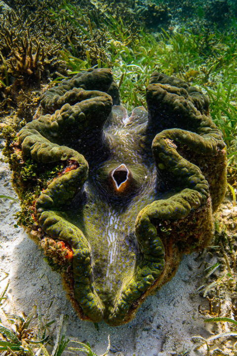 The last giant clams of Indonesia - CORAL Magazine