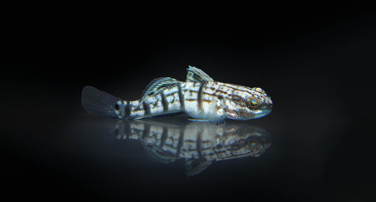 Biota Adds Amblygobius phalaena to Captive-Bred Offerings - CORAL Magazine