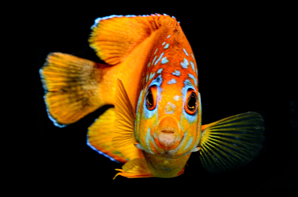 The Ultimate Hybrid Angelfish Produced by Bali Aquarich - CORAL Magazine