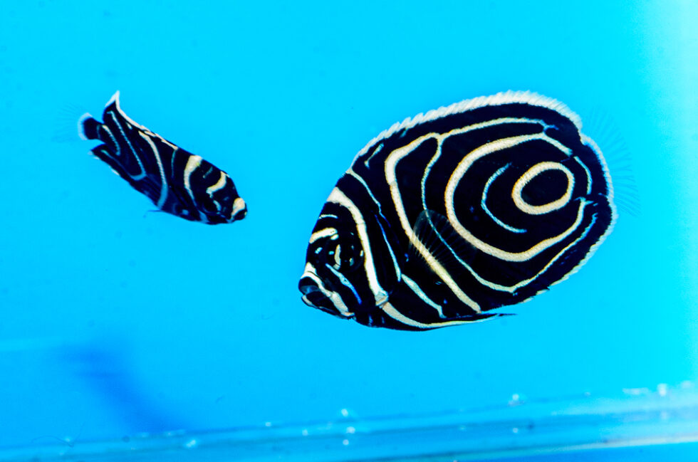 Emperor Angelfish Breeding Finally Unlocked by Bali Aquarich - CORAL ...