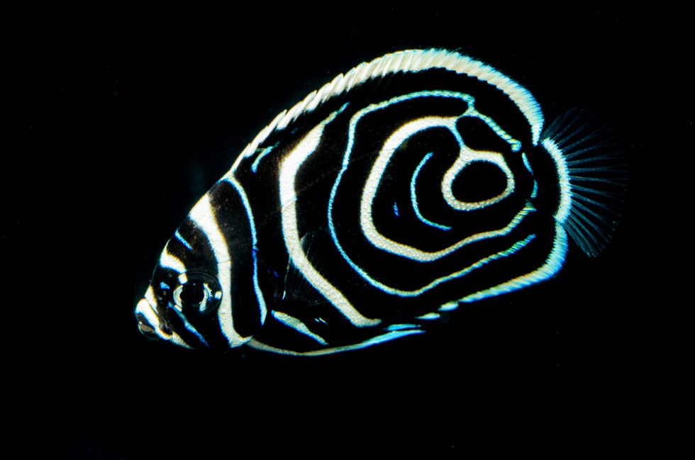 Emperor Angelfish Breeding Finally Unlocked by Bali Aquarich - CORAL ...