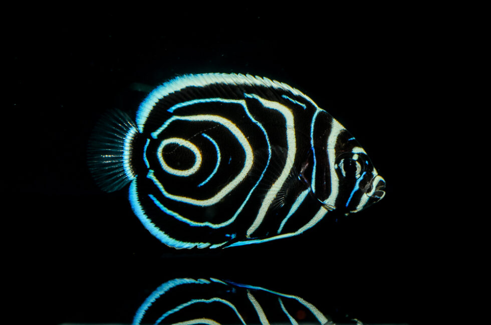 Emperor Angelfish Breeding Finally Unlocked by Bali Aquarich - CORAL ...