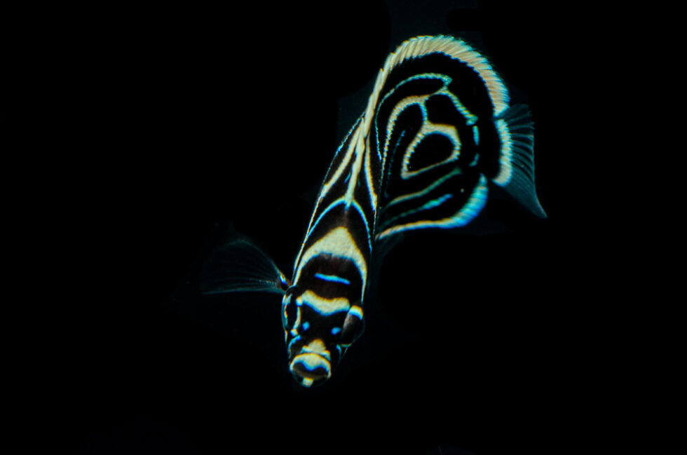 Emperor Angelfish Breeding Finally Unlocked by Bali Aquarich - CORAL ...