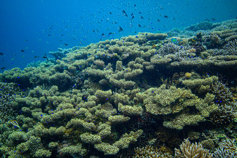 A Hydrothermal Vent Reveals an Interesting Coral Hot Spot! - CORAL Magazine
