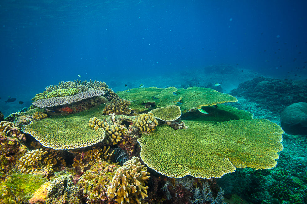 Acropora hyacinthus and A. cytherea: Two Similar Tabling Species in ...