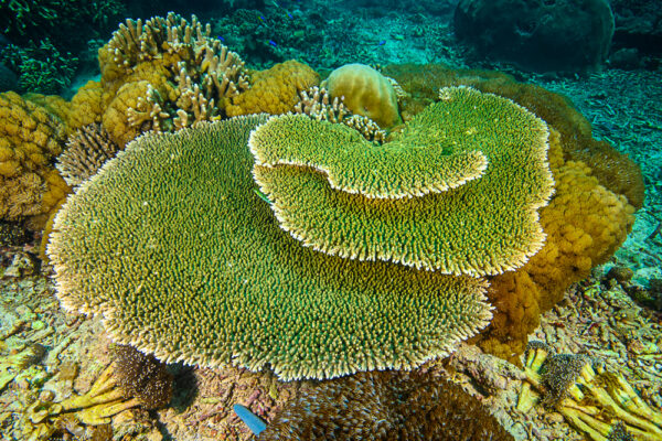 Acropora cytherea (1 of 1)-8 - CORAL Magazine
