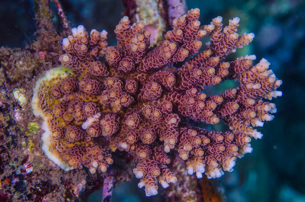 Acropora hyacinthus and A. cytherea: Two Similar Tabling Species in ...