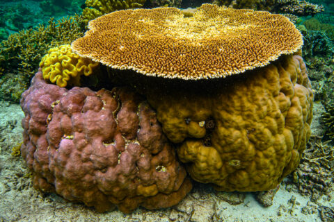 Acropora hyacinthus and A. cytherea: Two Similar Tabling Species in ...